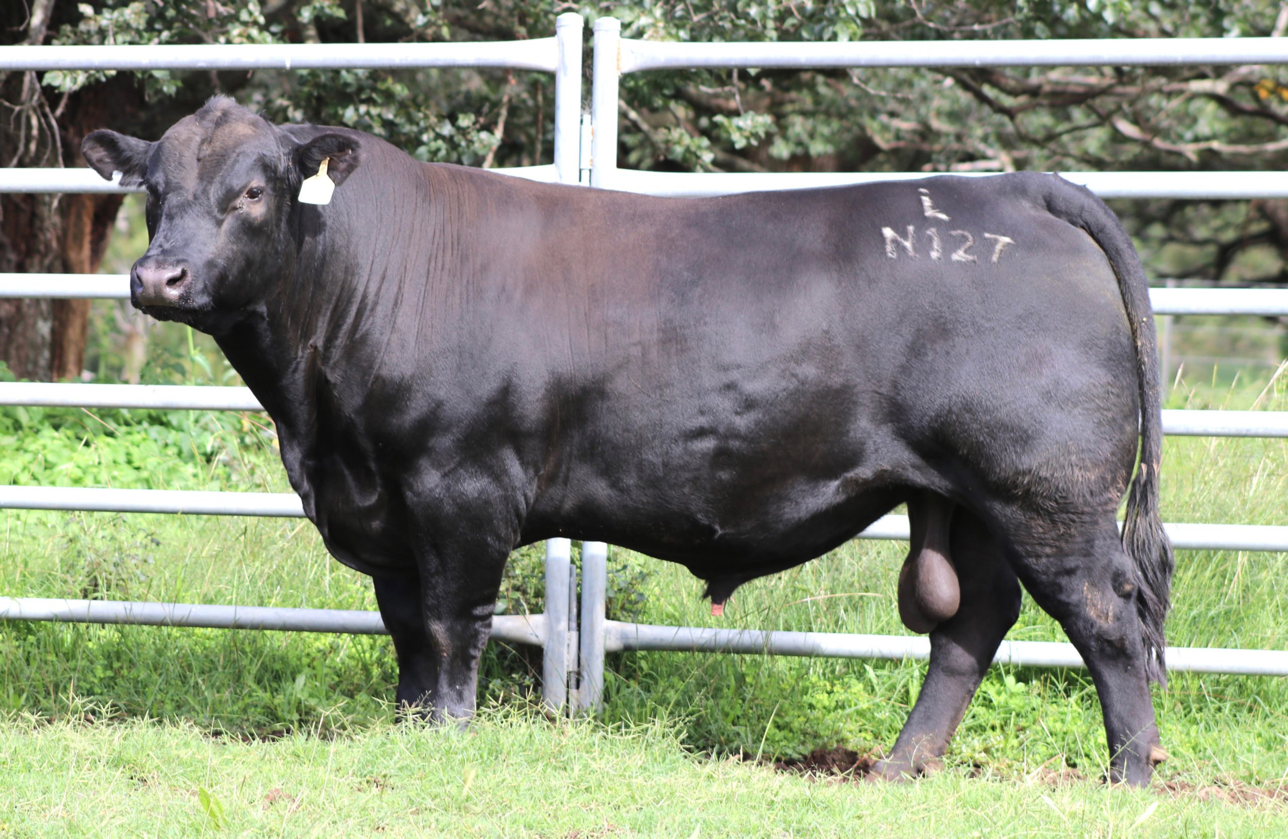 Knowla Nobleman N127 - Breeder Genetics