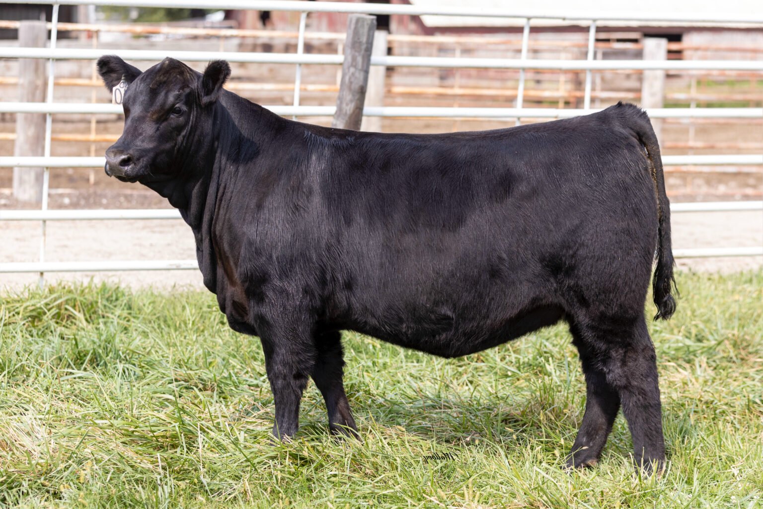 Hoover About It - Breeder Genetics