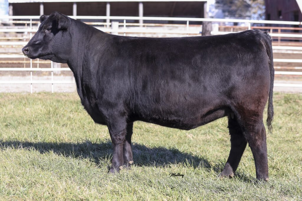 Hoover About It - Breeder Genetics