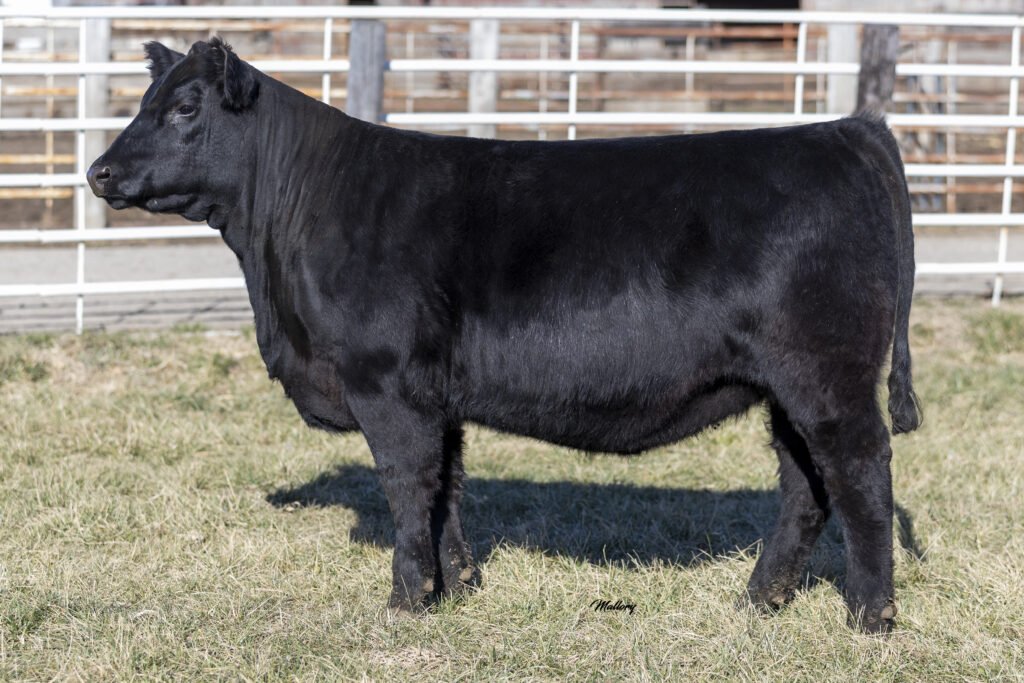 Hoover About It - Breeder Genetics